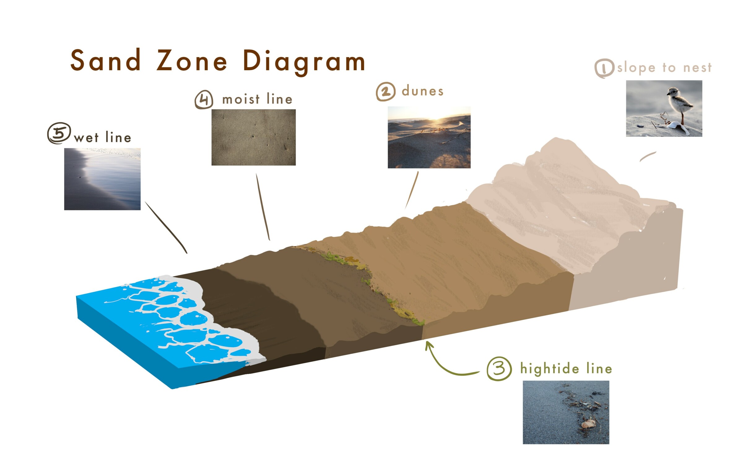 The tech of PIXAR part 1: Piper - daring to be different - fxguide