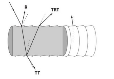 Pixar's RenderMan & Marschner Hair - fxguide
